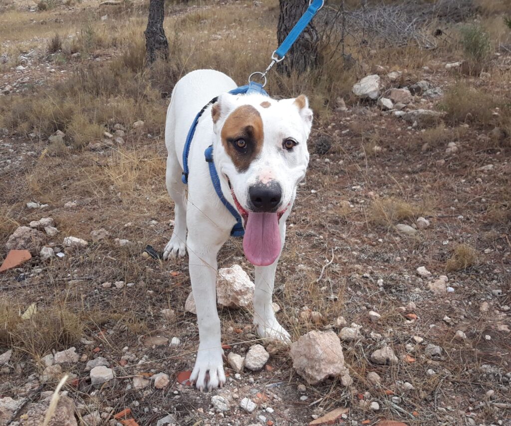 MÉRIDA - Cuatro Patas Jumilla