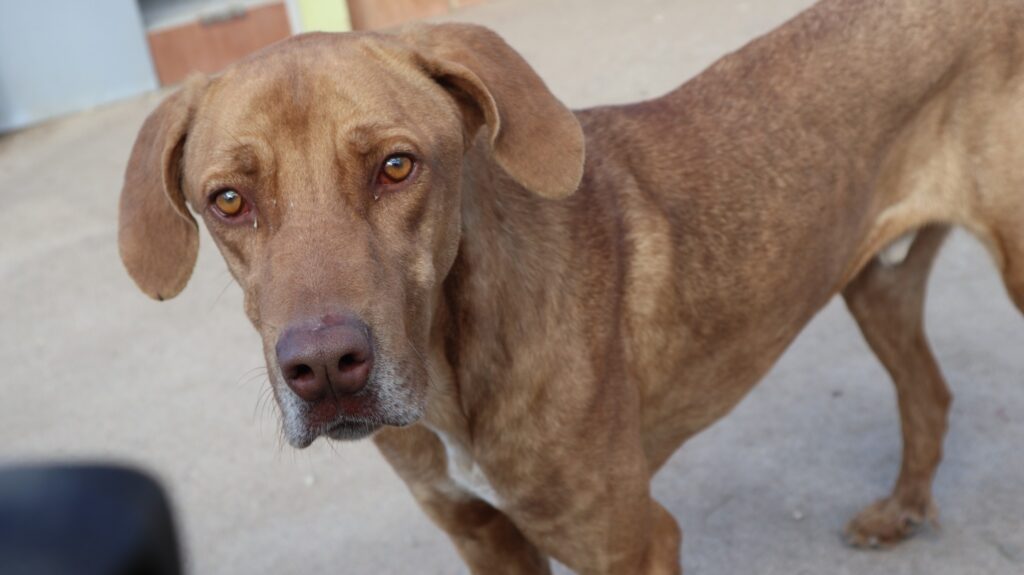 COLIN - Cuatro Patas Jumilla