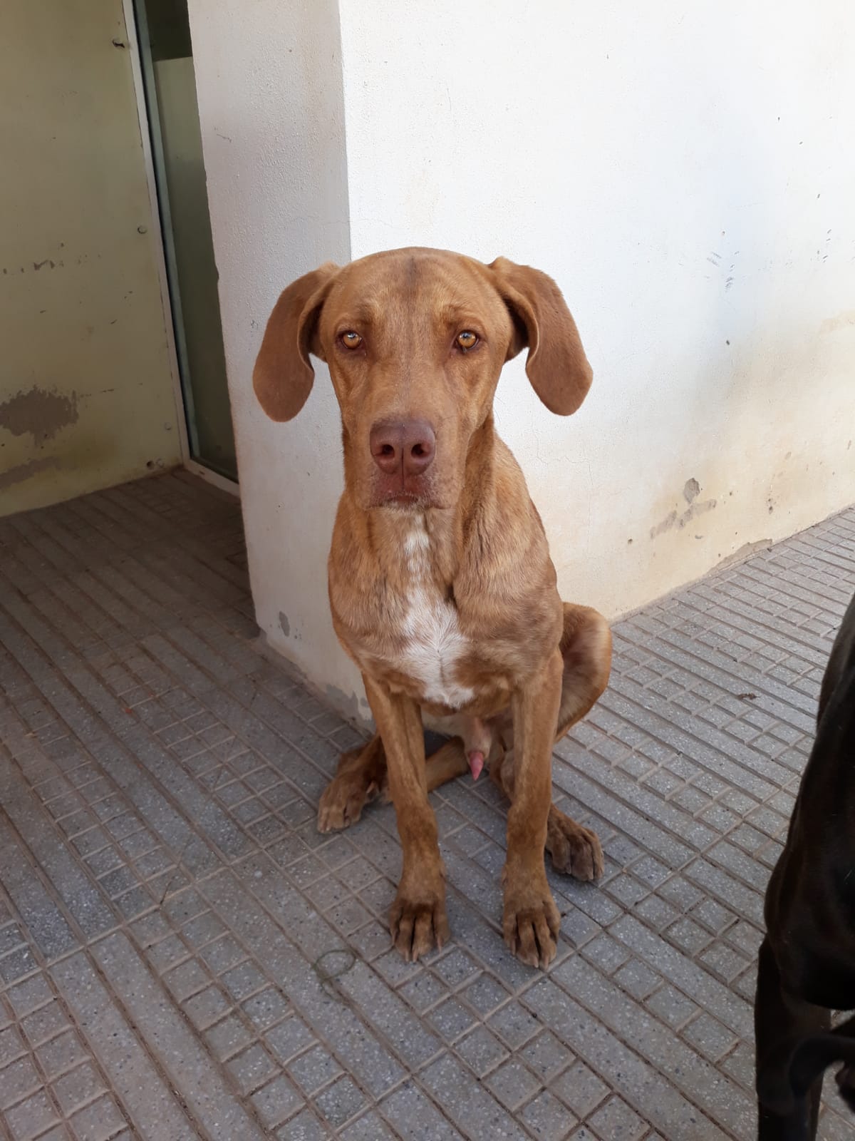 COLIN - Cuatro Patas Jumilla