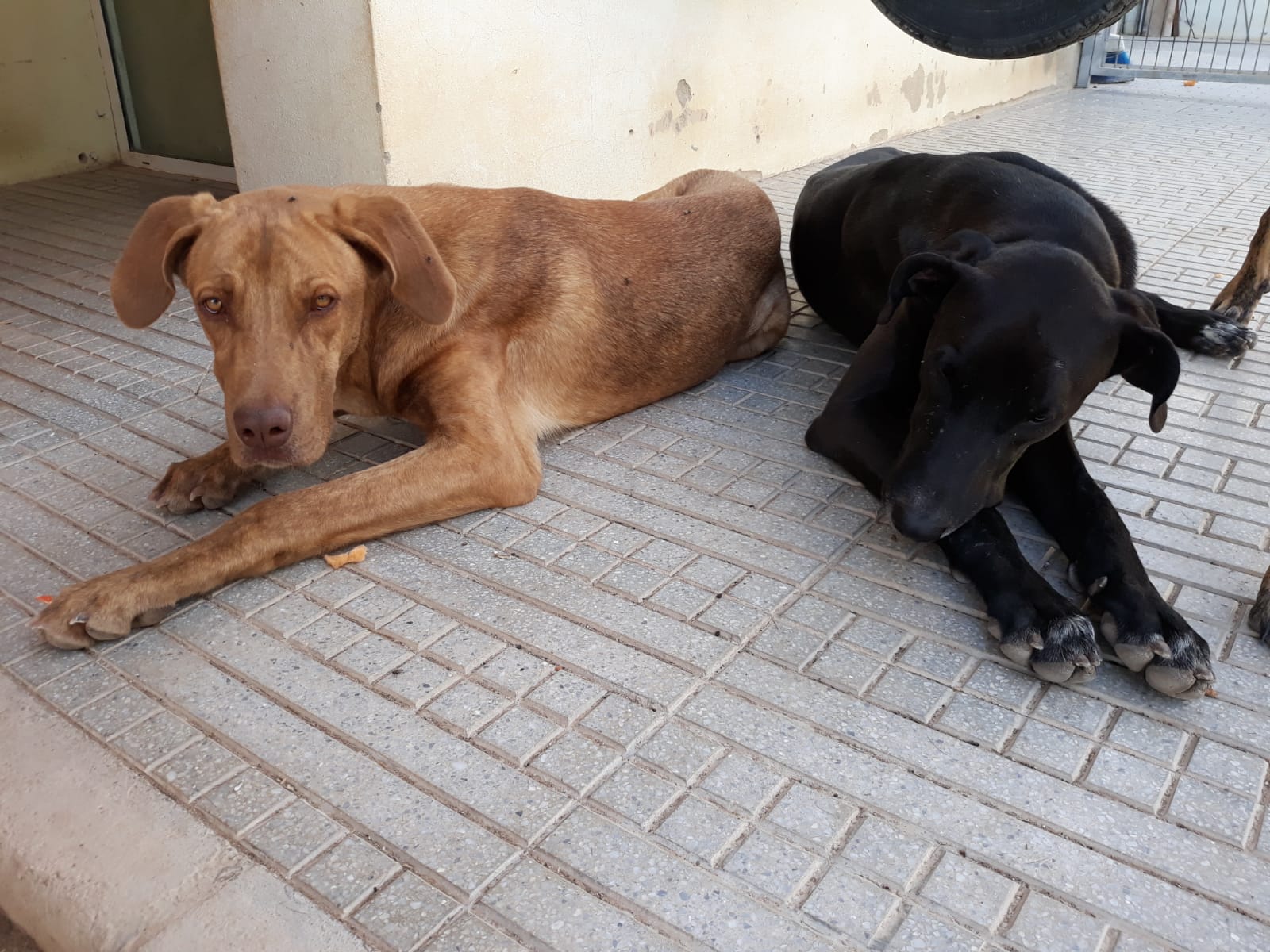 COLIN - Cuatro Patas Jumilla