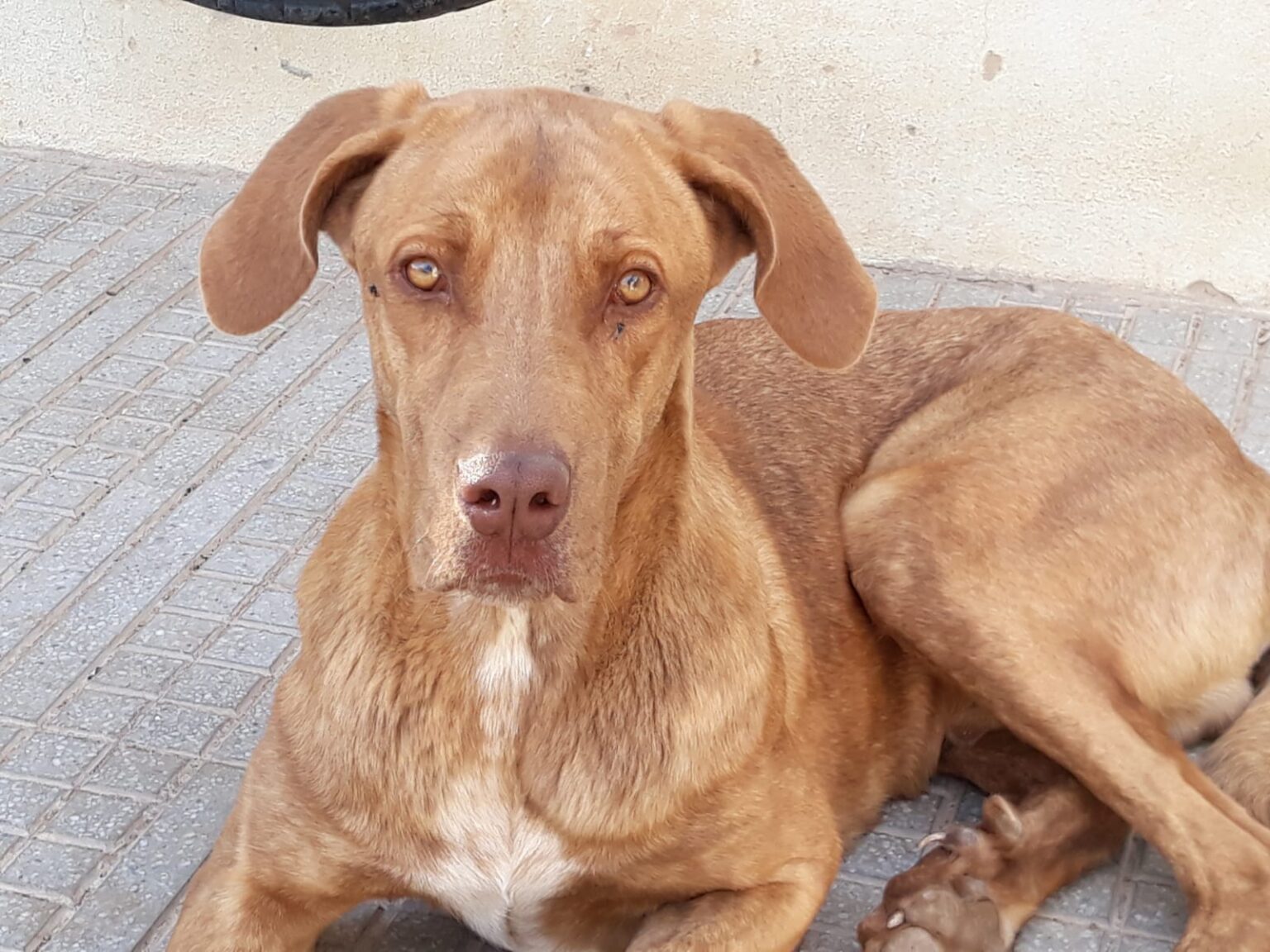 Home - Cuatro Patas Jumilla