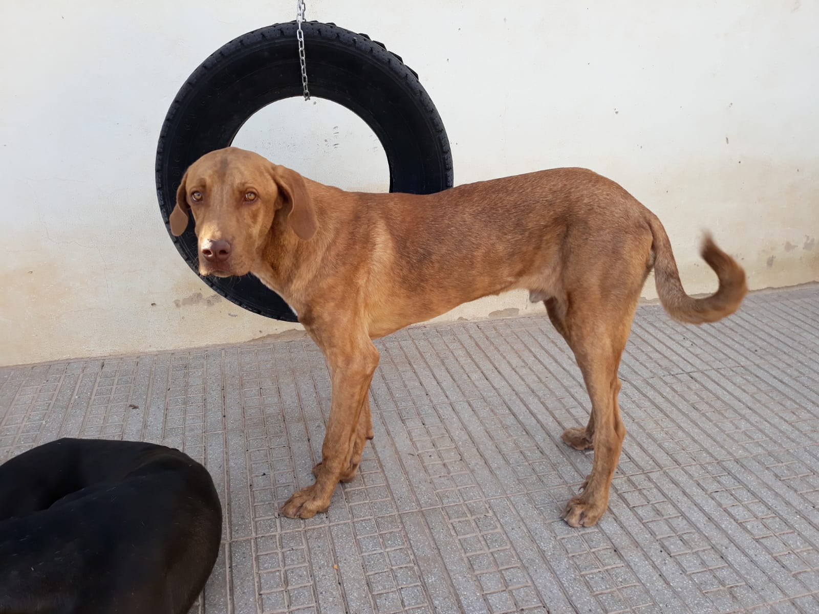 COLIN - Cuatro Patas Jumilla