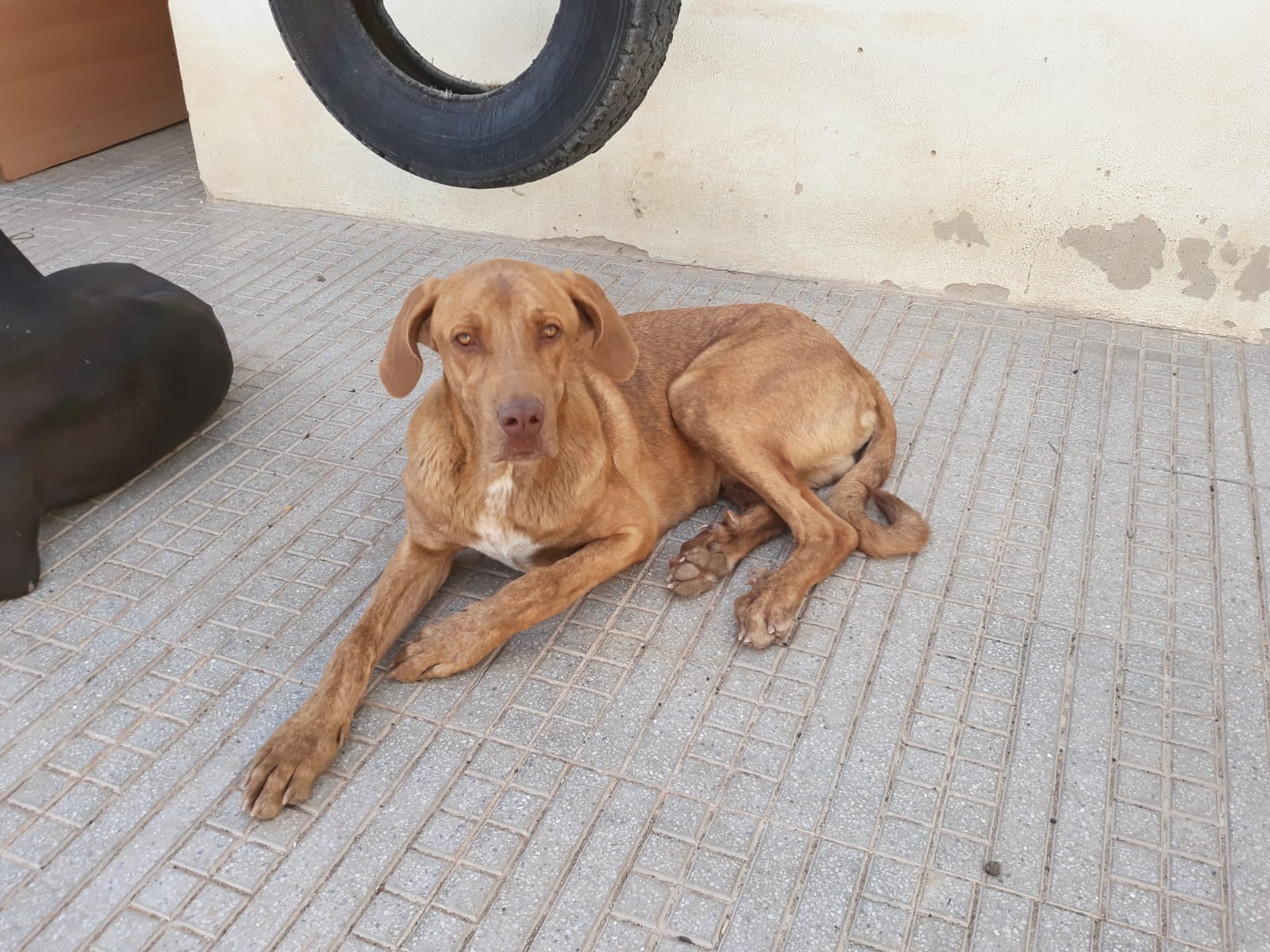 COLIN - Cuatro Patas Jumilla