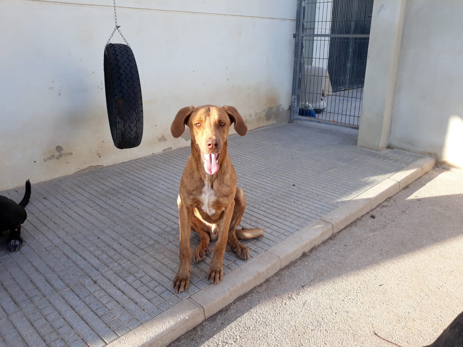 COLIN - Cuatro Patas Jumilla