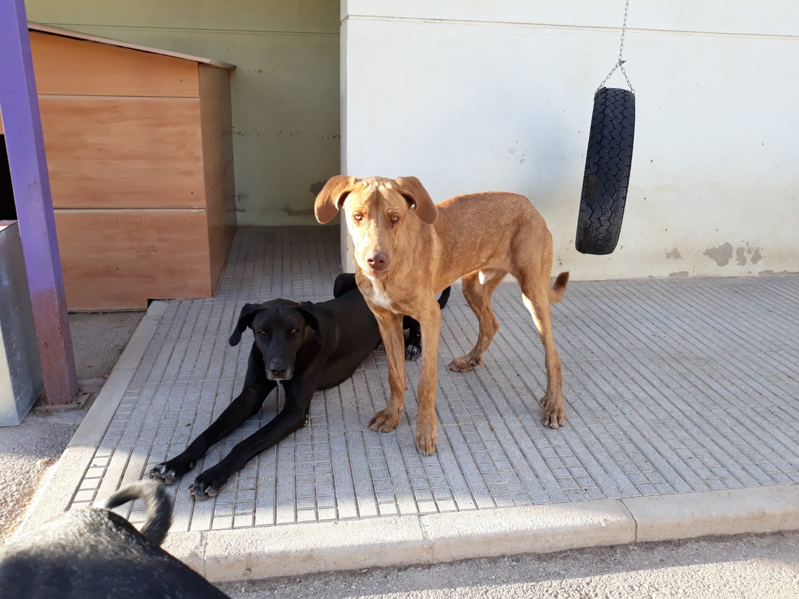 COLIN - Cuatro Patas Jumilla