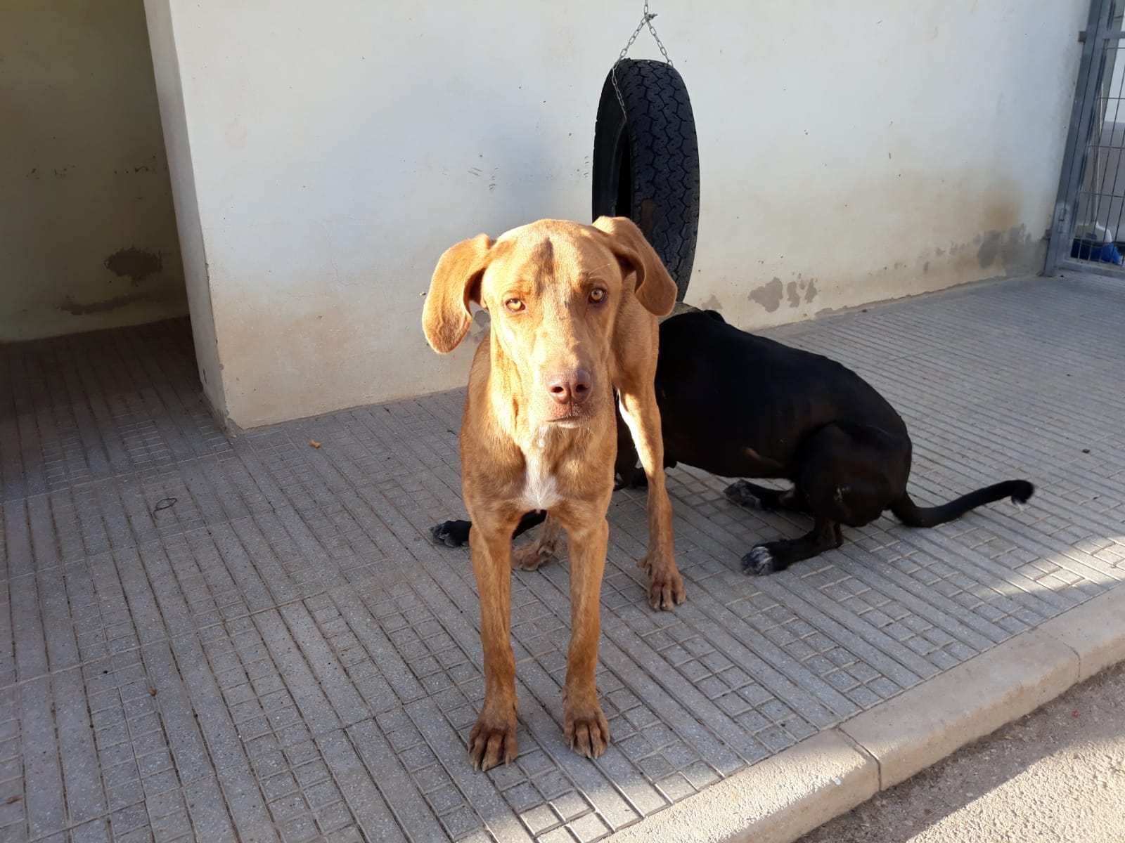 COLIN - Cuatro Patas Jumilla